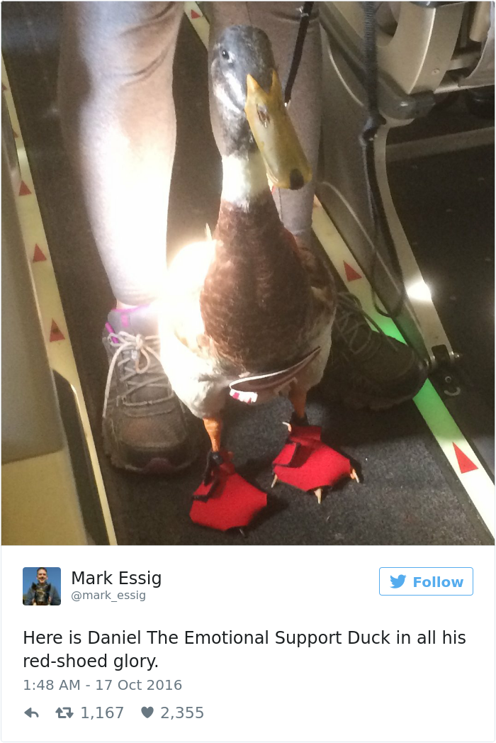 emotional-support-duck-flight-2 » BuzzGibi.com